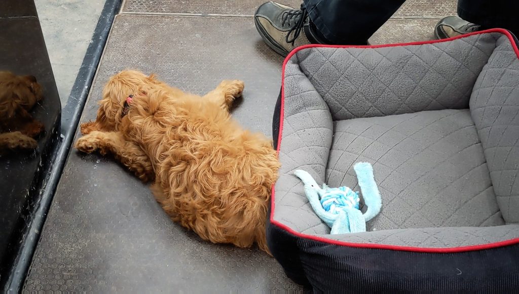 Educating Archie – Early Senile Adventure